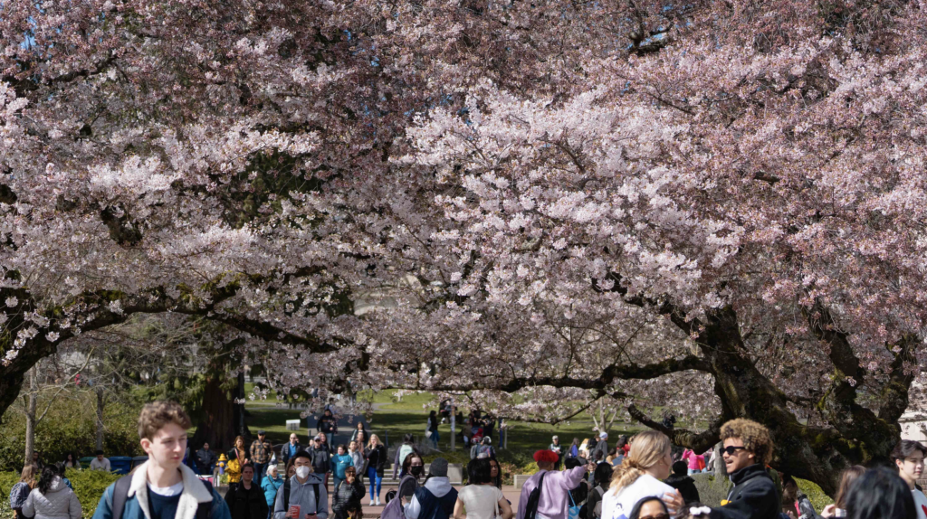 Where Cherry Blossoms Bloom in Seattle | March 2024 - The Ticket